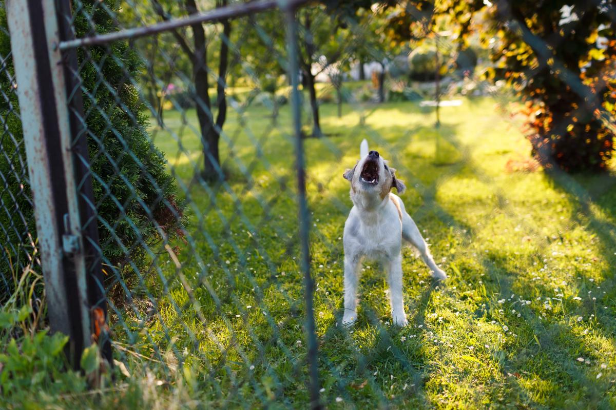 Reporting nuisance dogs and attacks | City of Palmerston